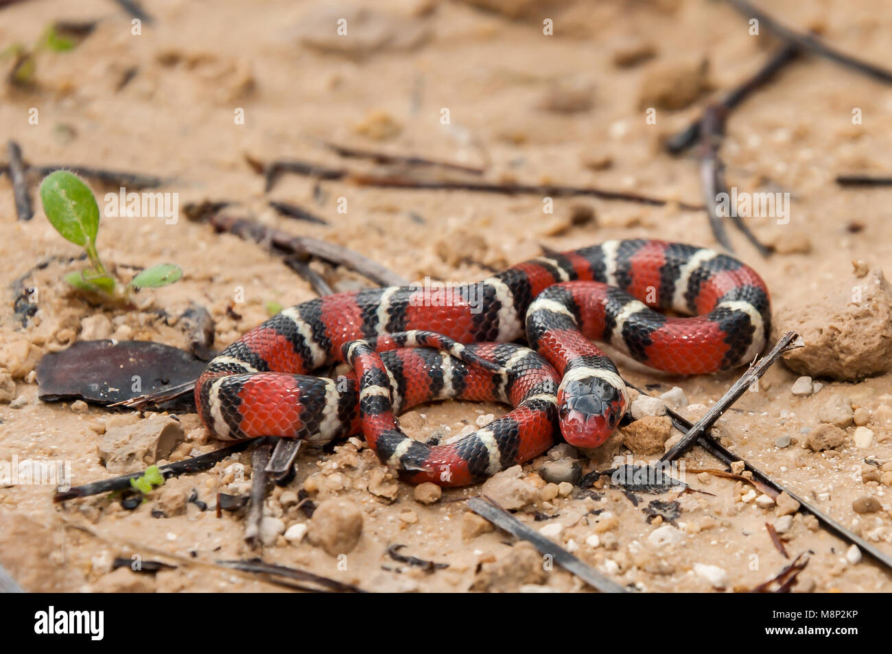 Scarlet Kingsnake (Lampropeltis elapsoides Stock Photo - Alamy