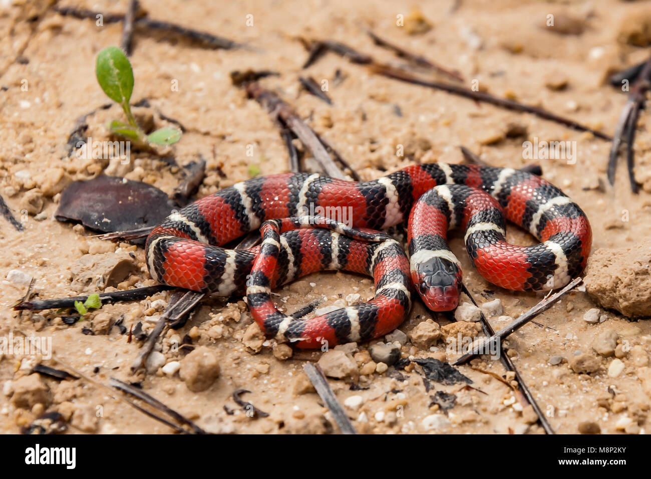 Scarlet Kingsnake (Lampropeltis elapsoides Stock Photo - Alamy
