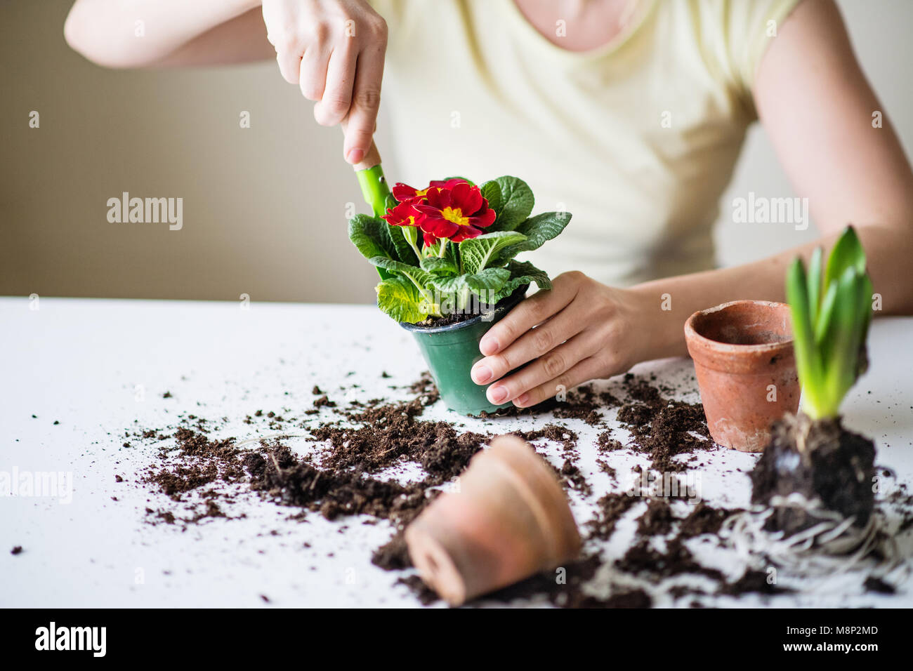 Young woman planting flower seedlings at home Stock Photo - Alamy