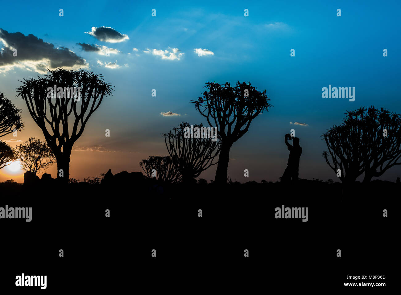 A tourist takes at sunset picture of the quiver tree forest near ...