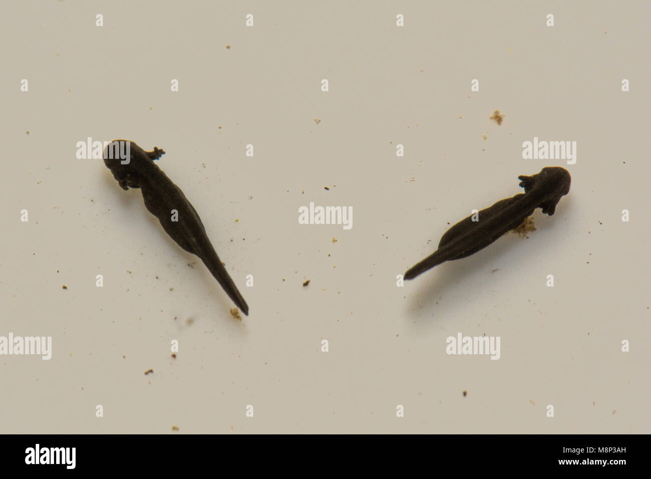 Gills tadpole hi-res stock photography and images - Alamy