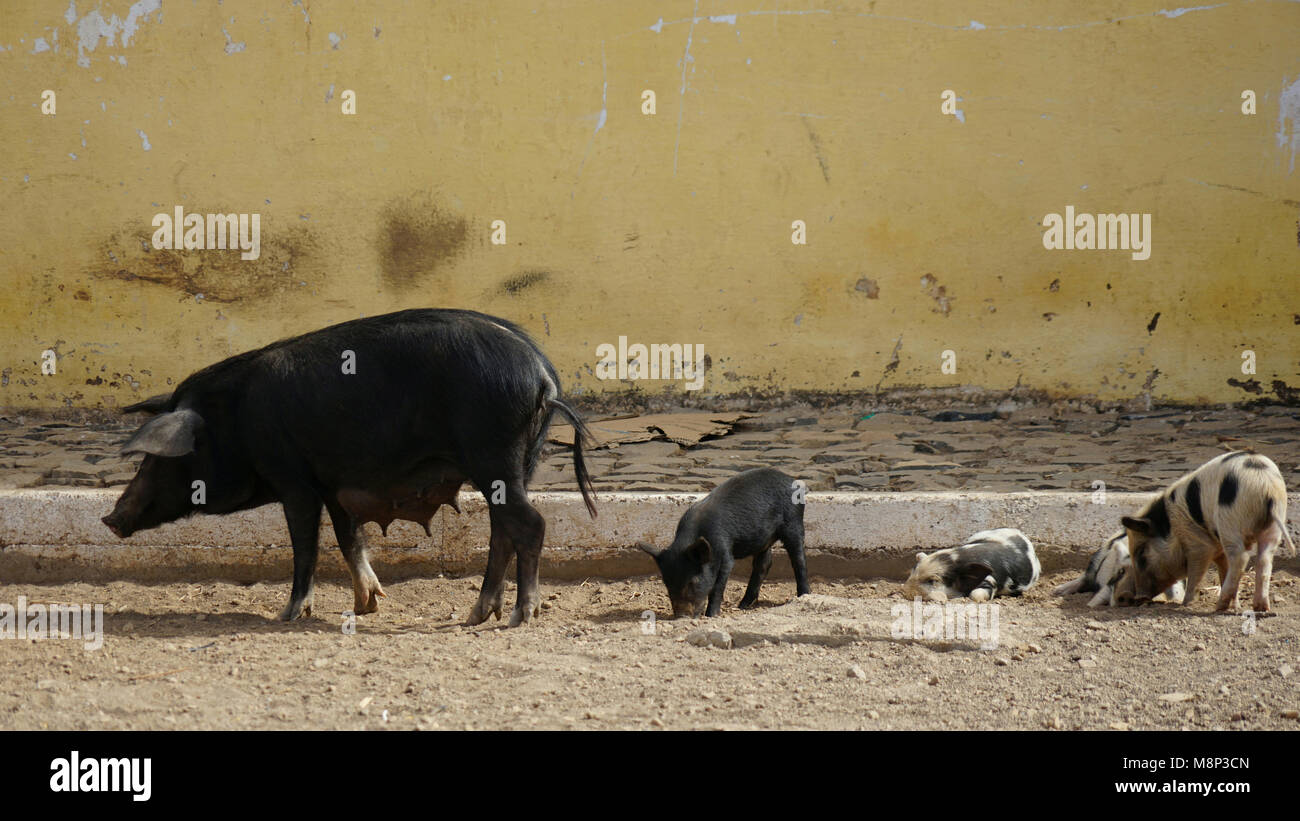 Black Sow with Piglets, Tarrafal, Santiago Island, Cape Verde Stock ...