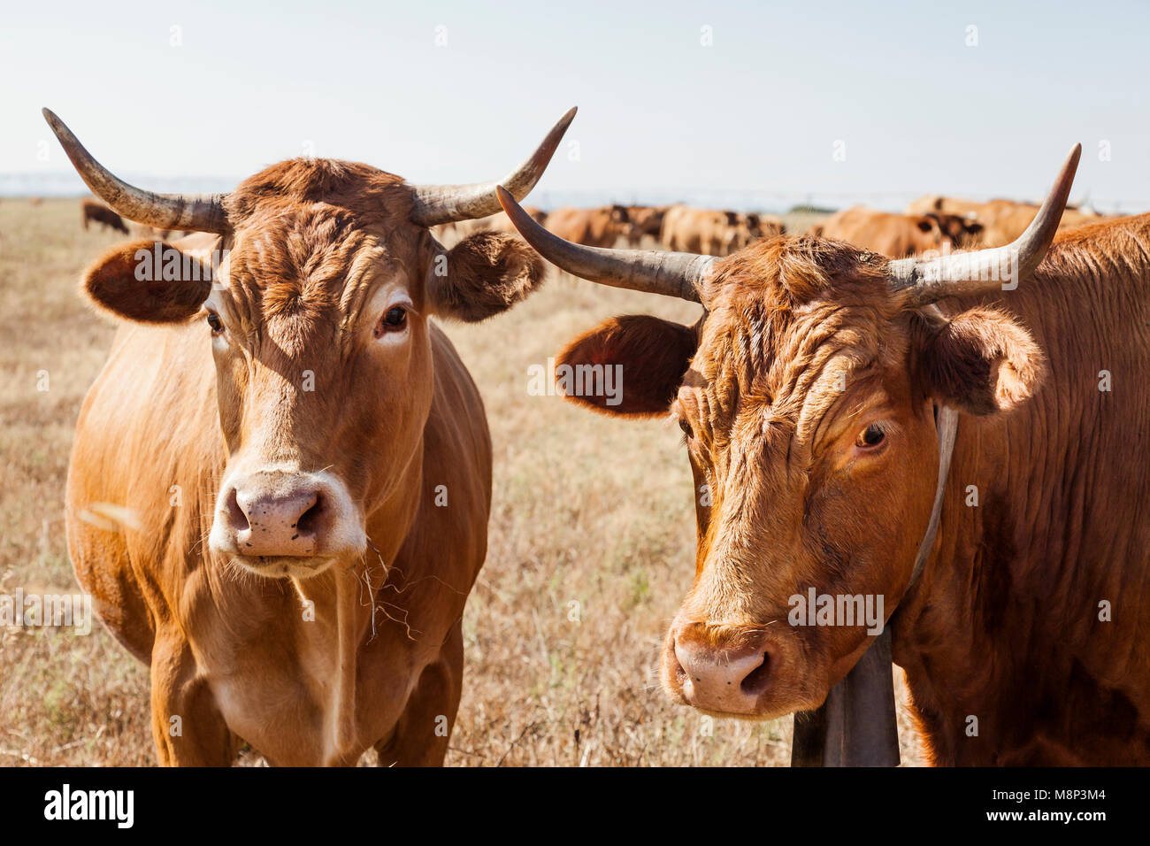 Cattle of portugal hi-res stock photography and images - Alamy