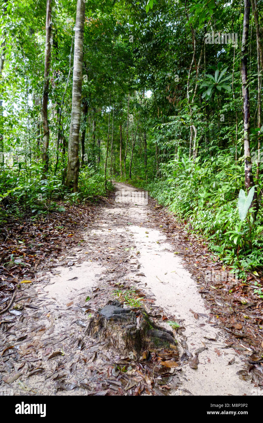 Path in the jungle of Koh Rong Sanloem island on Cambodia Stock Photo ...