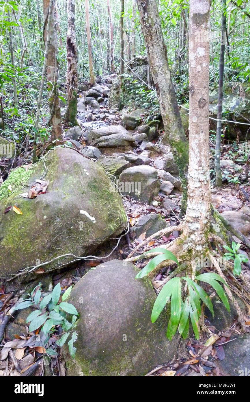 Path in the jungle of Koh Rong Sanloem island on Cambodia Stock Photo ...