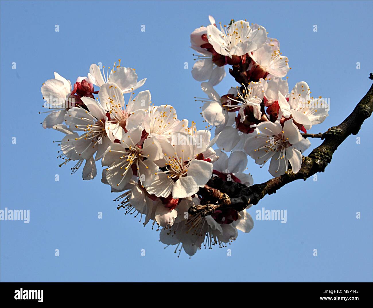 flower fruits trees - apricots Stock Photo - Alamy