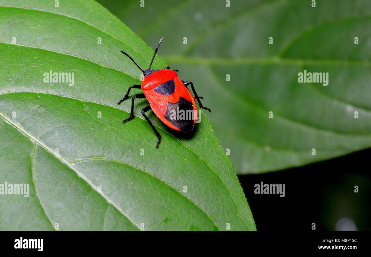 lady bug with red spot Stock Photo - Alamy