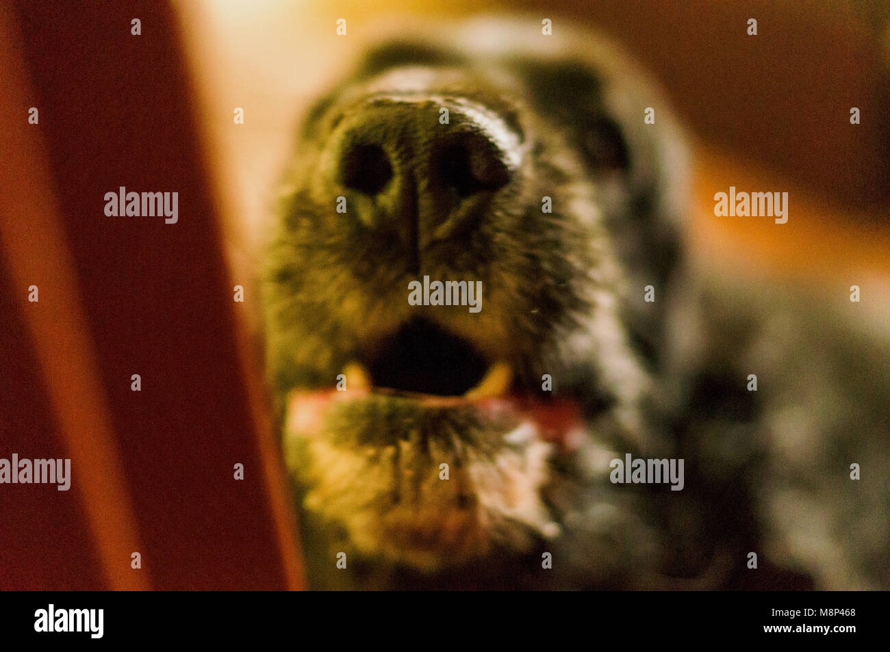 Portrait of sitting english cocker spaniel hi-res stock photography and ...