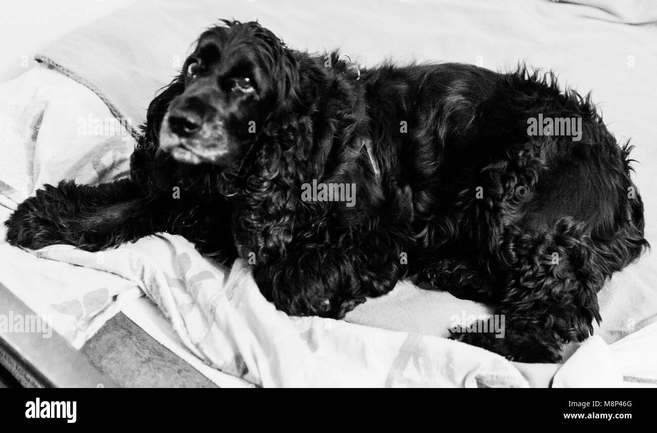 Black dog spaniel on Black and White Stock Photos & Images - Alamy