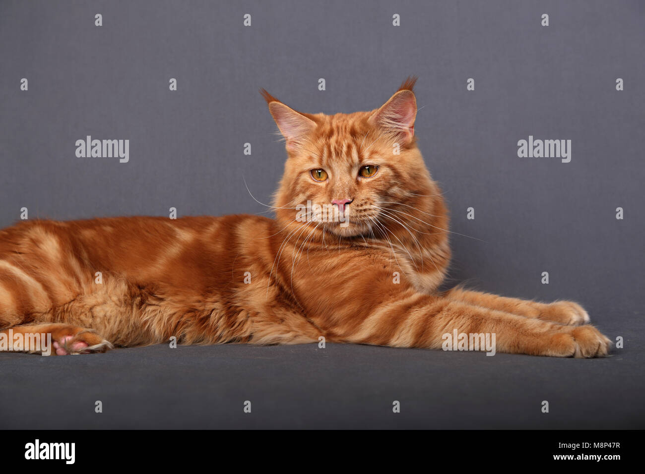 Male red solid maine coon cat lying with beautiful brushes on the ears ...