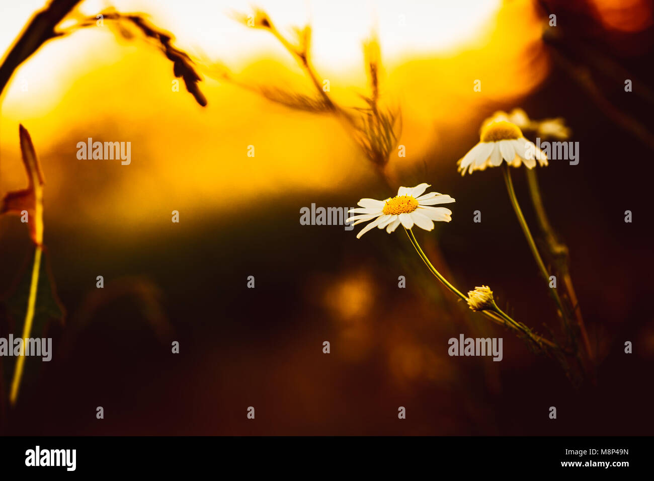 wild flowers on sunset background Stock Photo - Alamy