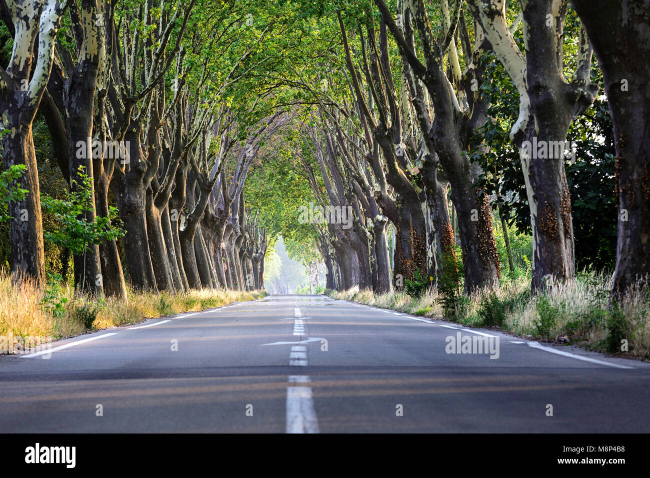 tree lined road in Provence, France Stock Photo - Alamy
