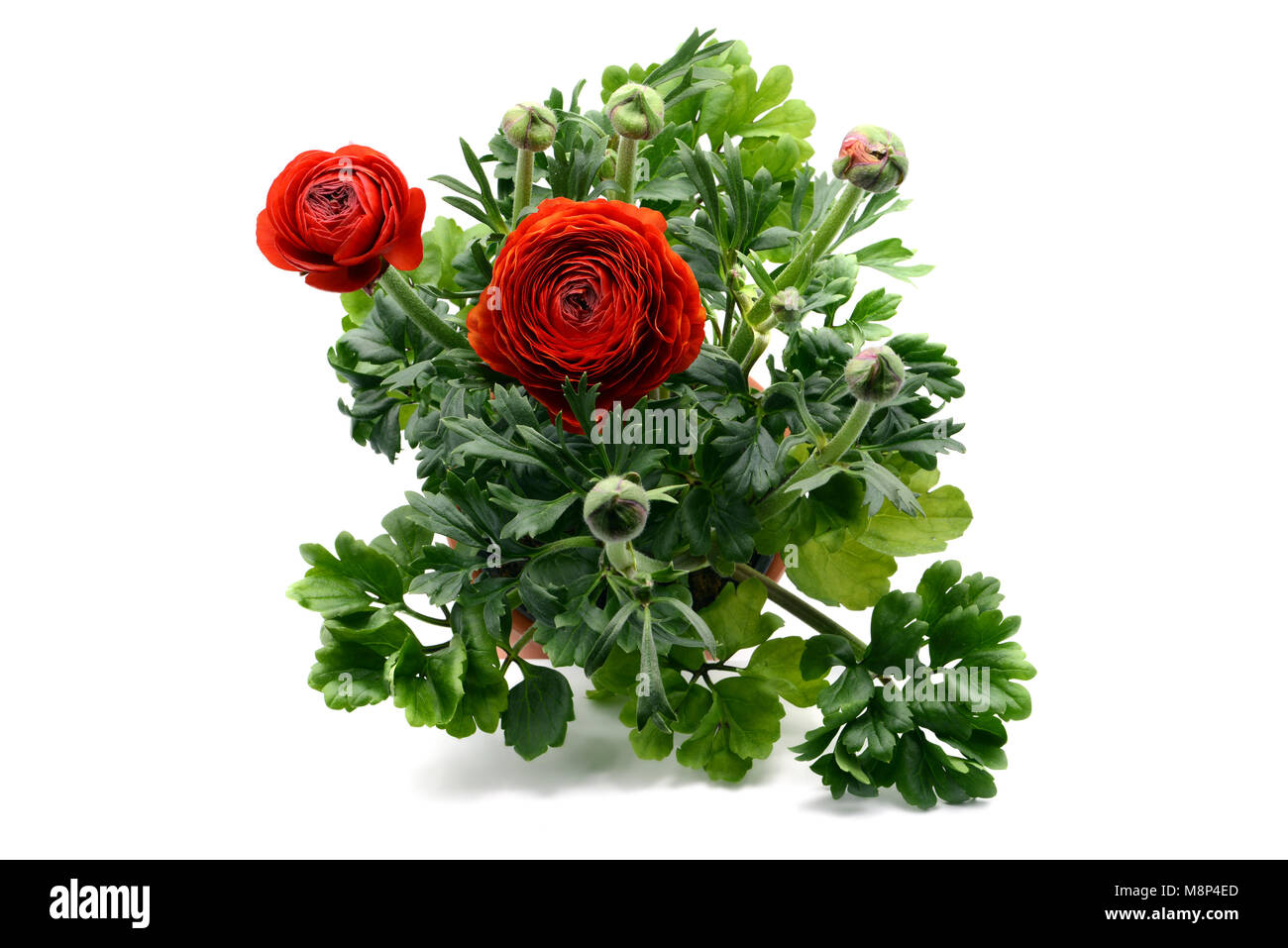 Persian buttercup (Ranunculus asiaticus) on white isolated background ...
