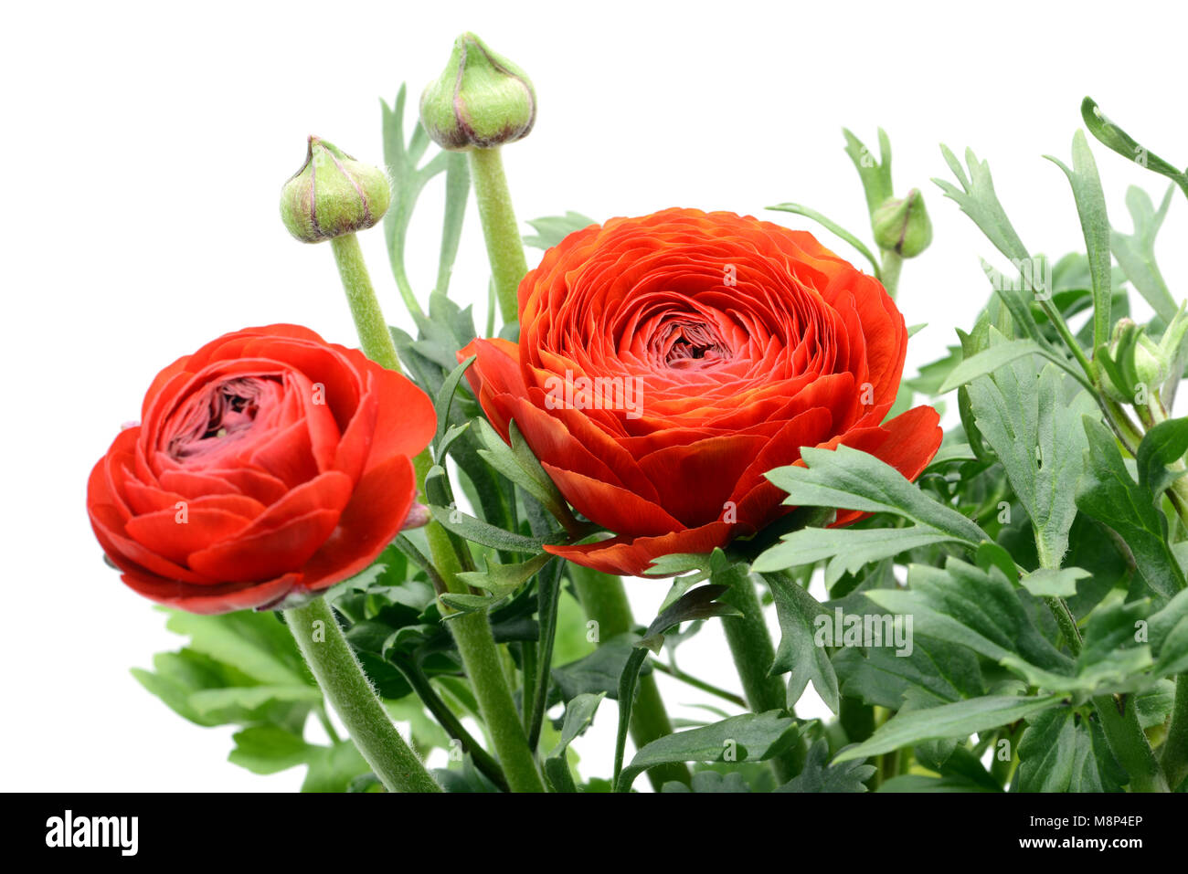 Persian buttercup (Ranunculus asiaticus) on white isolated background ...