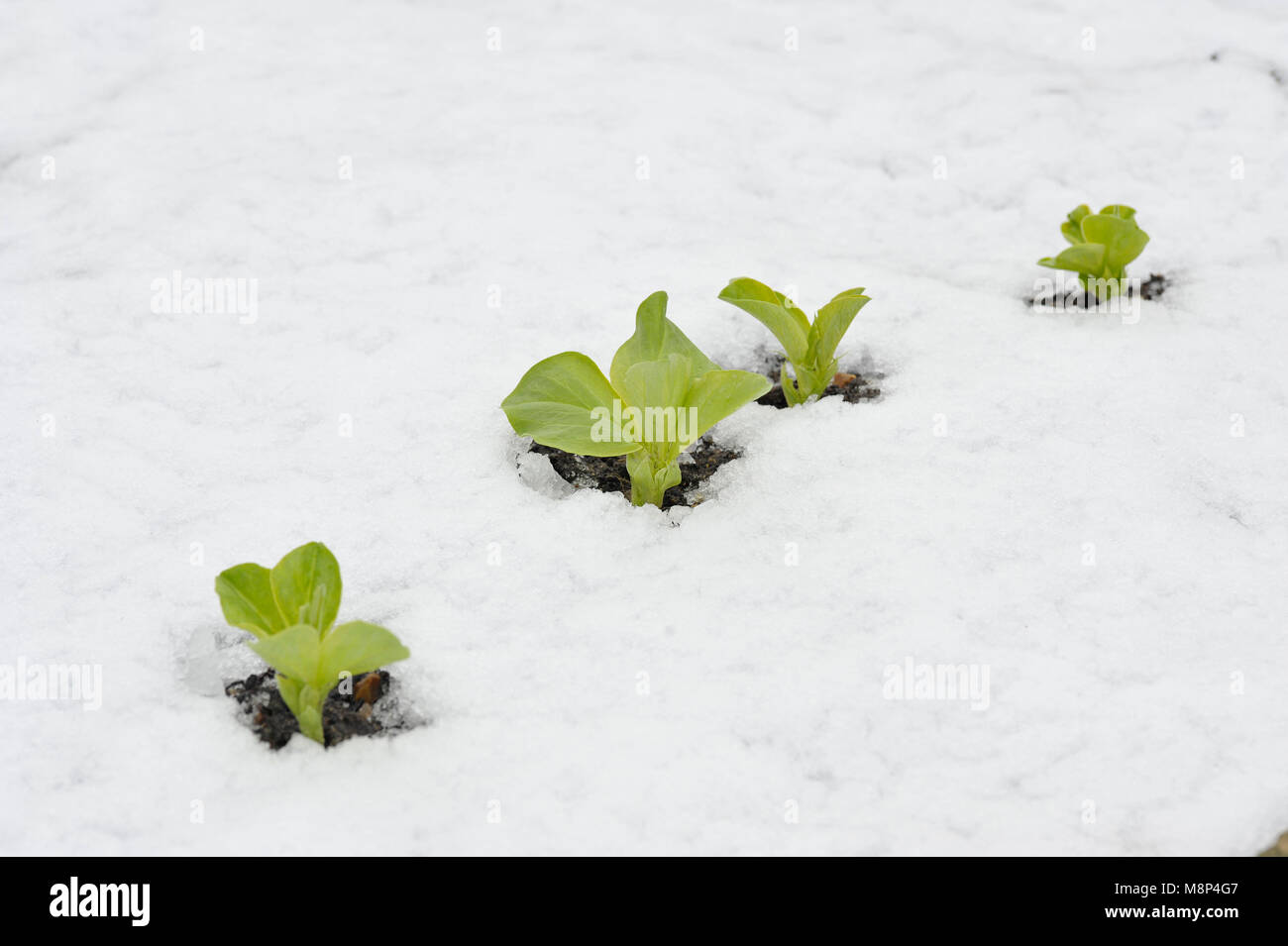 Broad bean plant autumn hi-res stock photography and images - Alamy