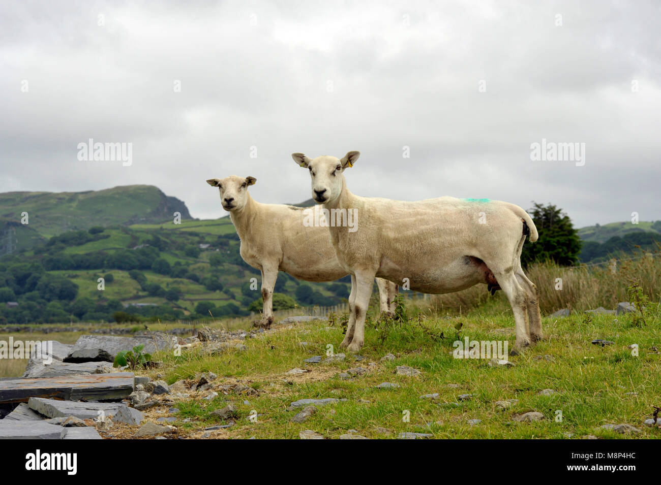 Salt marsh lamb wales hi-res stock photography and images - Alamy