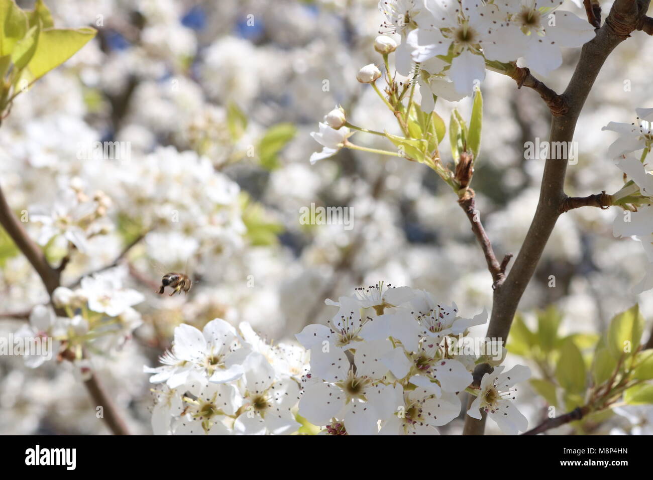 Flying from tree to tree hi-res stock photography and images - Alamy