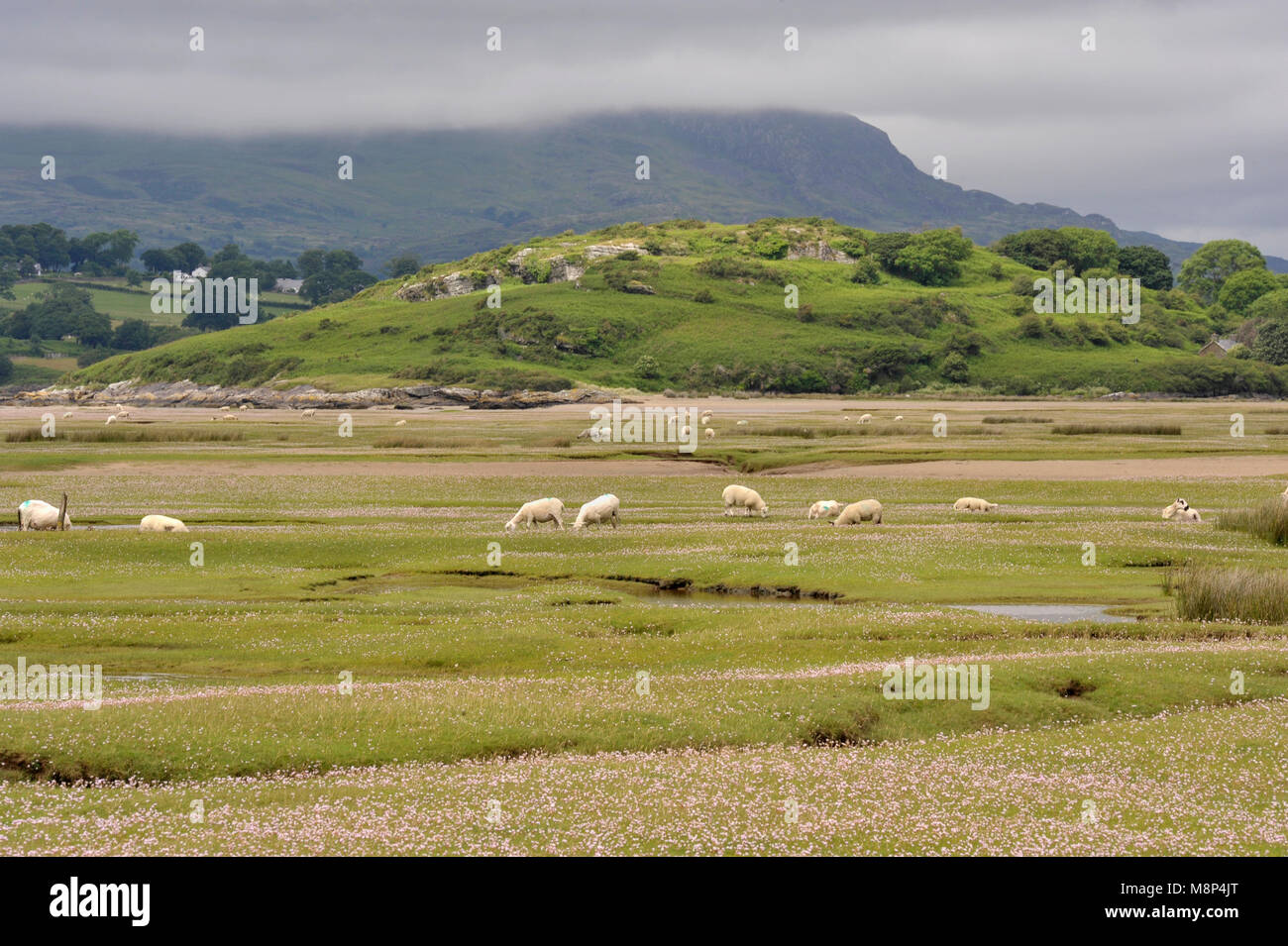Welsh lambs, sheep grazing salt marshes on the River Dwyryd Estuary ...