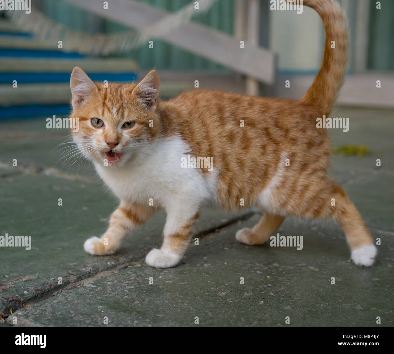 Hisses hi-res stock photography and images - Alamy