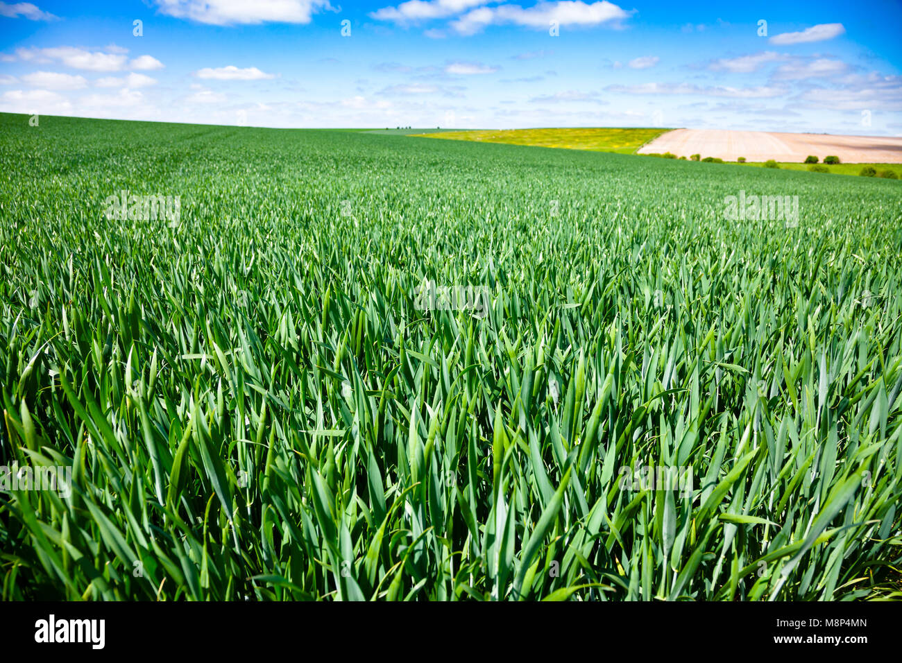 English summer rural landscape with green field in Southern England, UK ...
