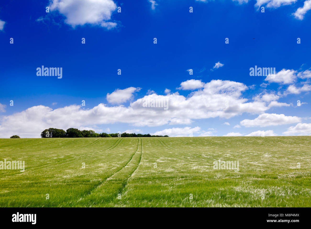 Rural scene barley country hi-res stock photography and images - Alamy