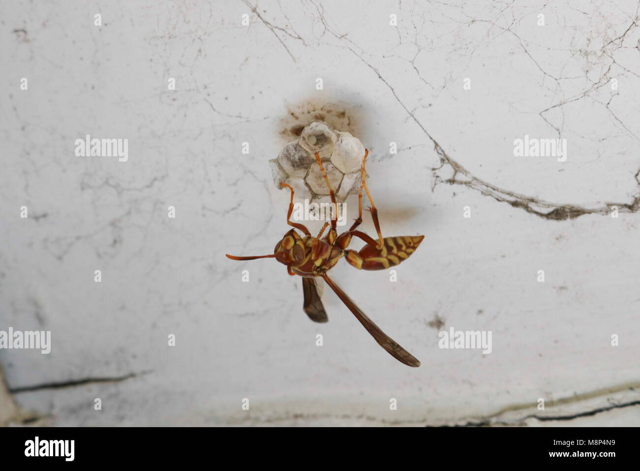 Closeup of a hornet building a nest Stock Photo - Alamy