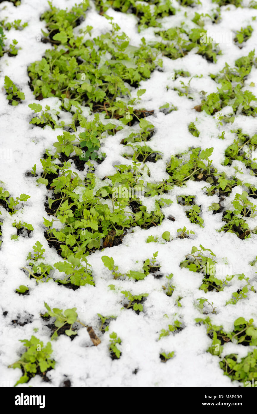 Mustard winter green manure cover crop plants growing with snow cover ...