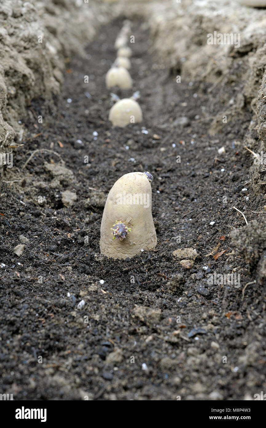 Planting chitted seed potatoes in a vegetable garden trench with a bed ...