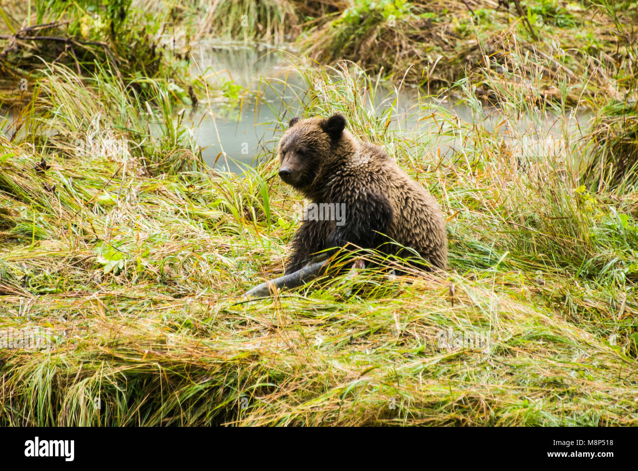 Brown Bear - Animals In The Wild - Alaska Stock Photo - Alamy