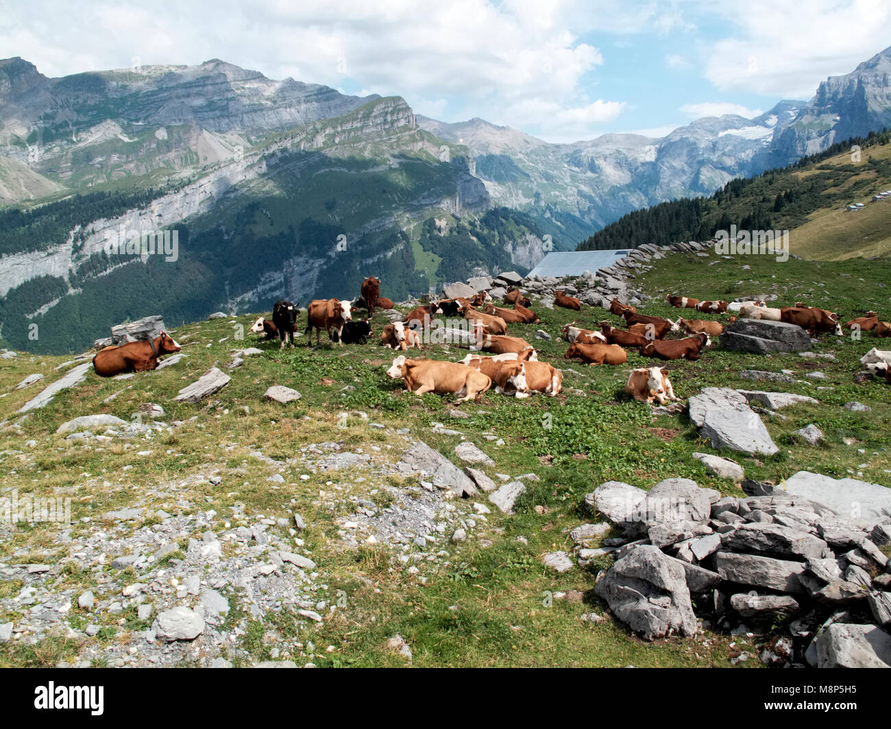 Cattle on a mountain plateau above Sixt Fer ˆ Cheval near Samoens in ...