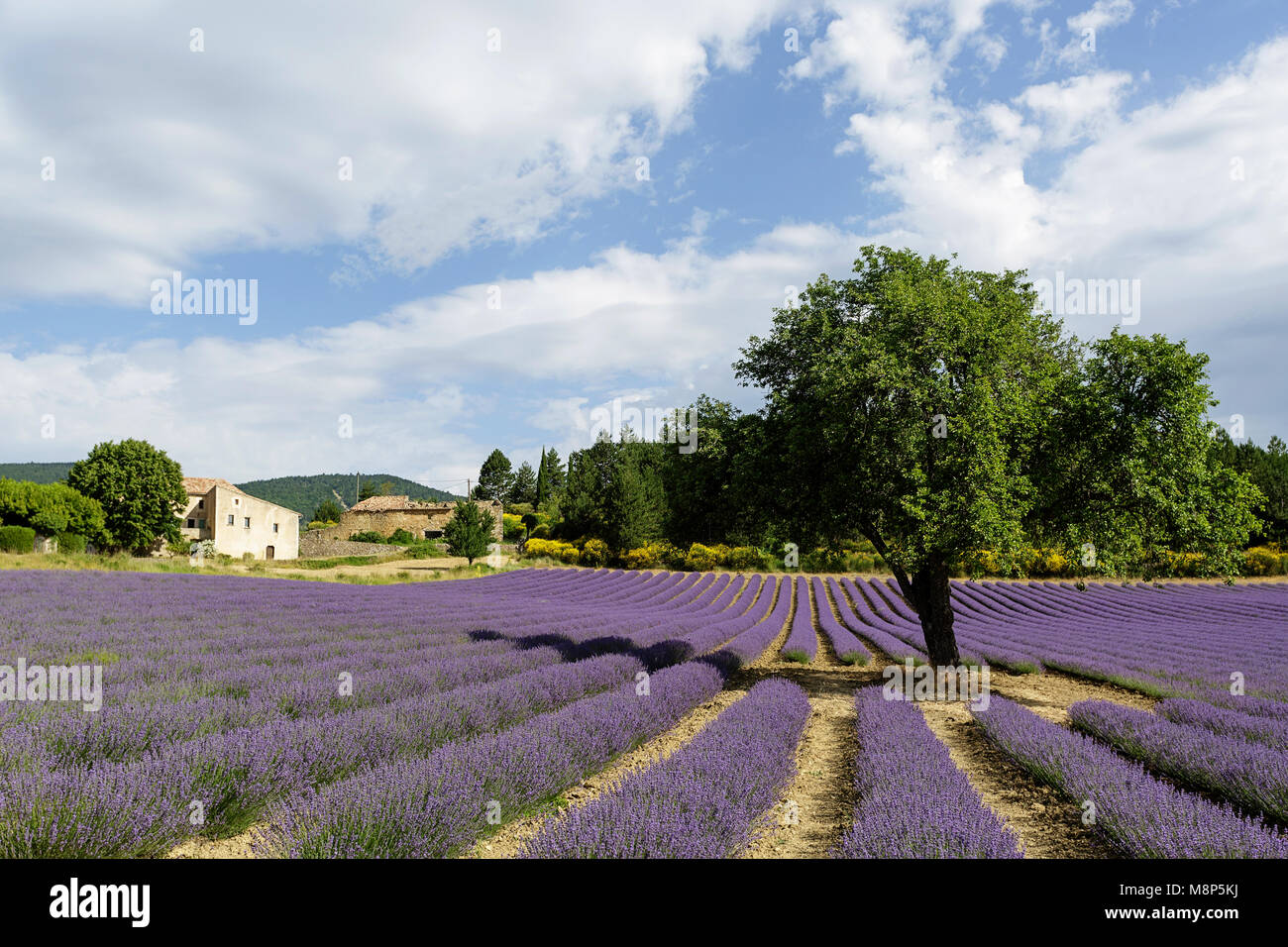 France a typical provencal house hi-res stock photography and images ...