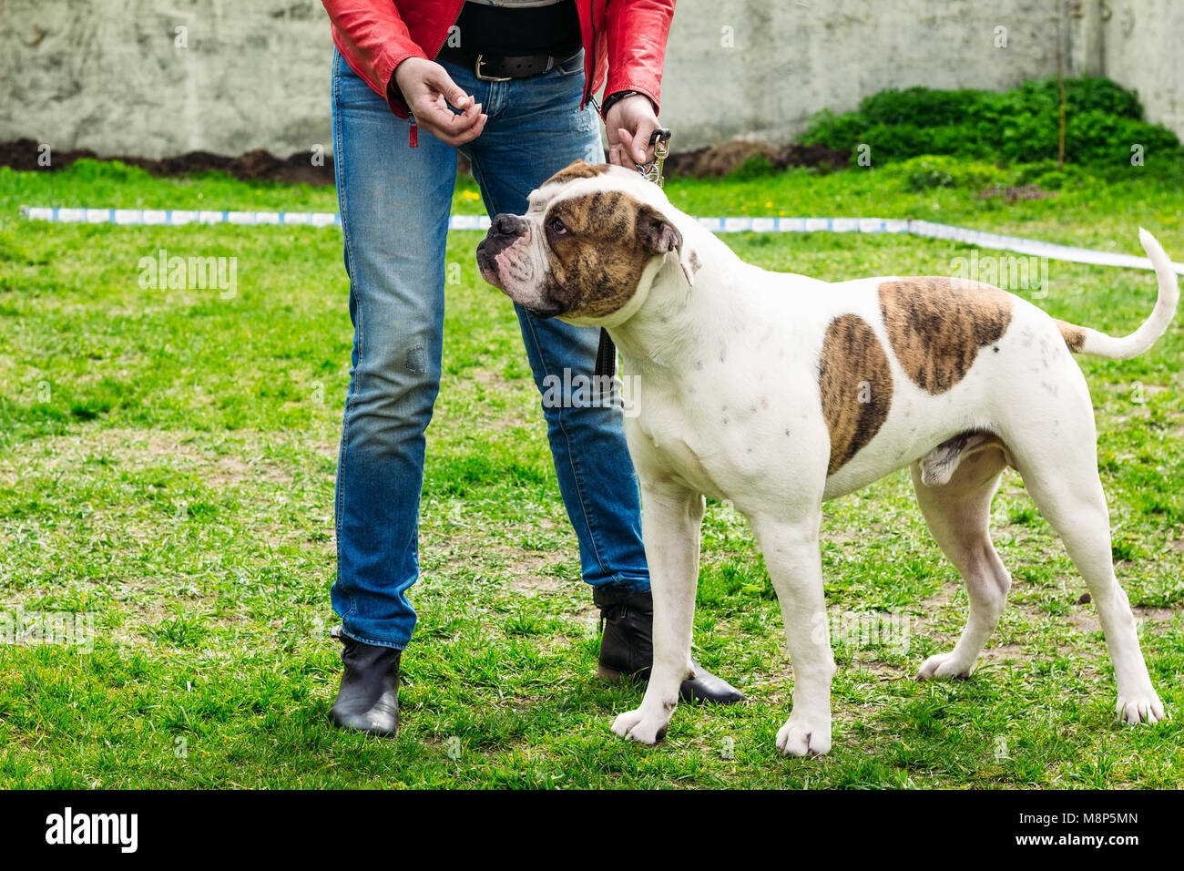 White bulldog foot hi-res stock photography and images - Alamy