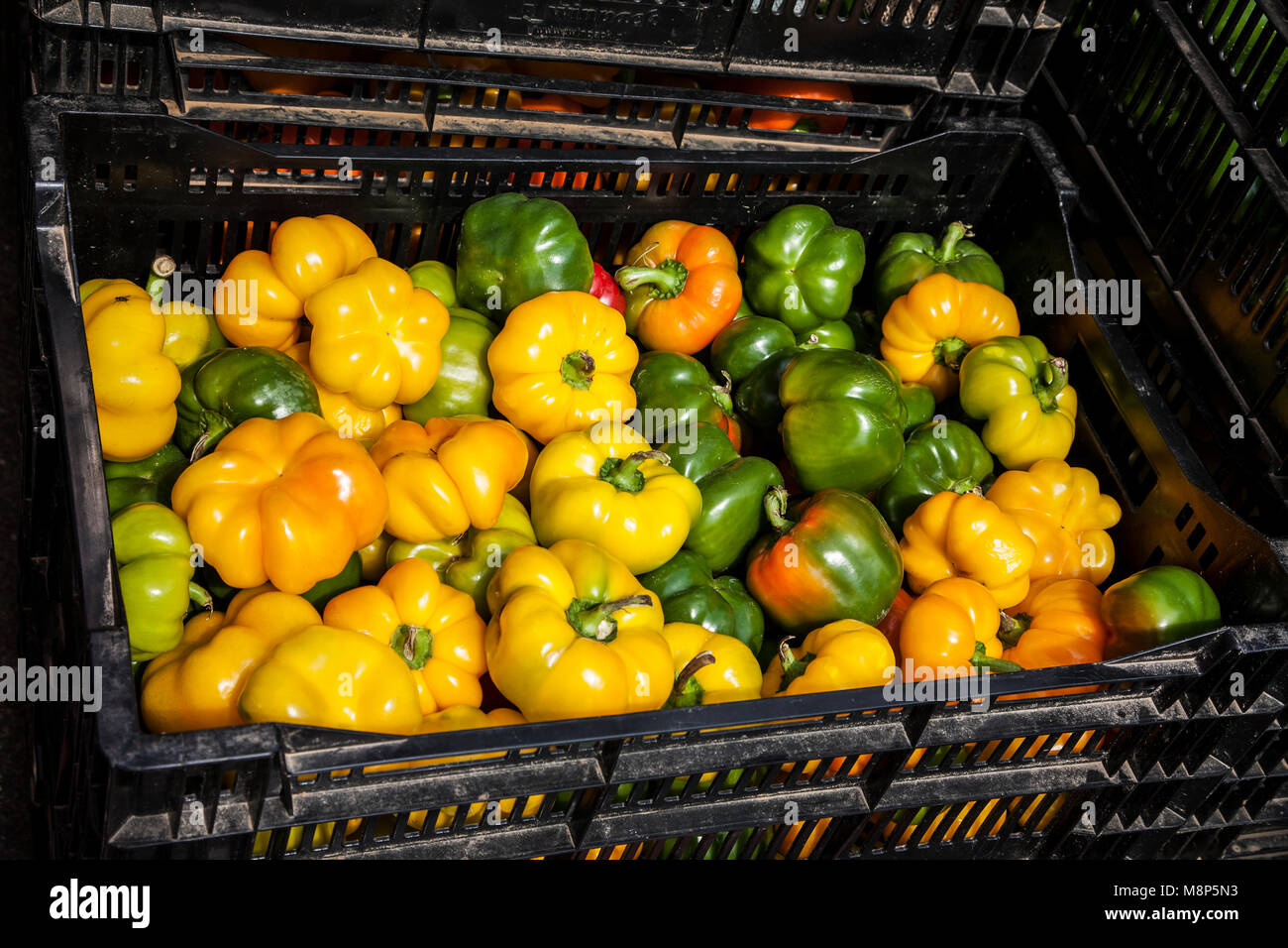 Peppers in a crate at a farm market, New Jersey, USA, Pantone yellow ...