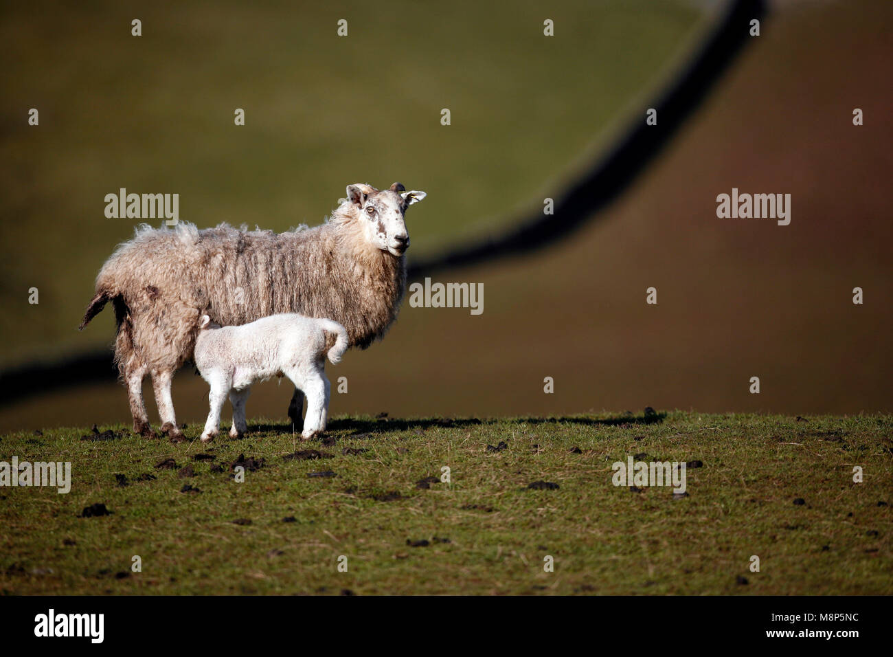 Ewe sheep farming feed feeding lamb livestock hi-res stock photography ...