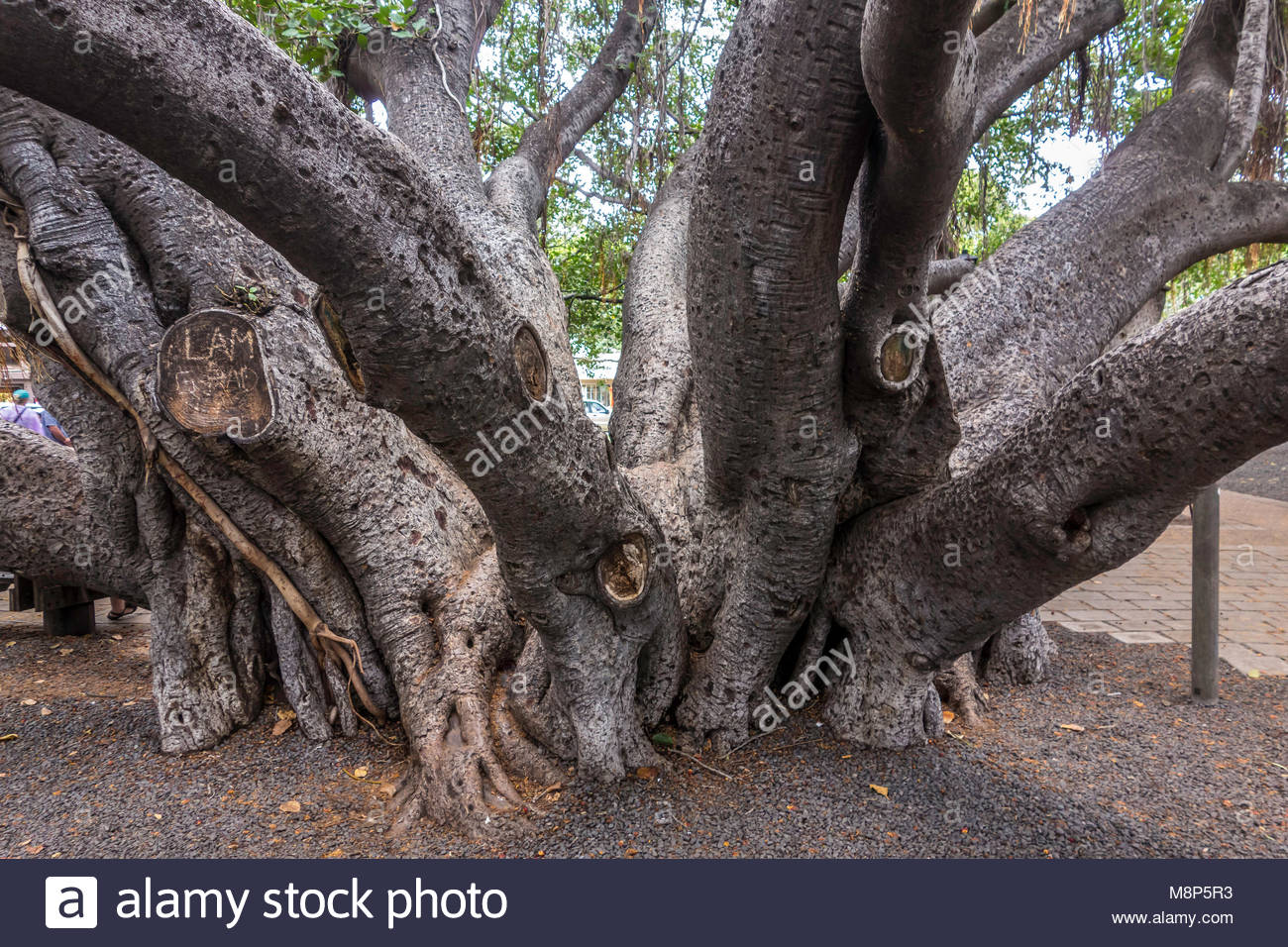 Ficus Tree Trunk High Resolution Stock Photography and Images - Alamy