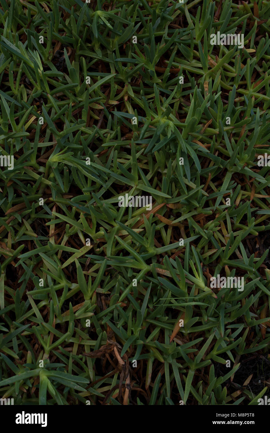 Northern Irish grass Stock Photo - Alamy