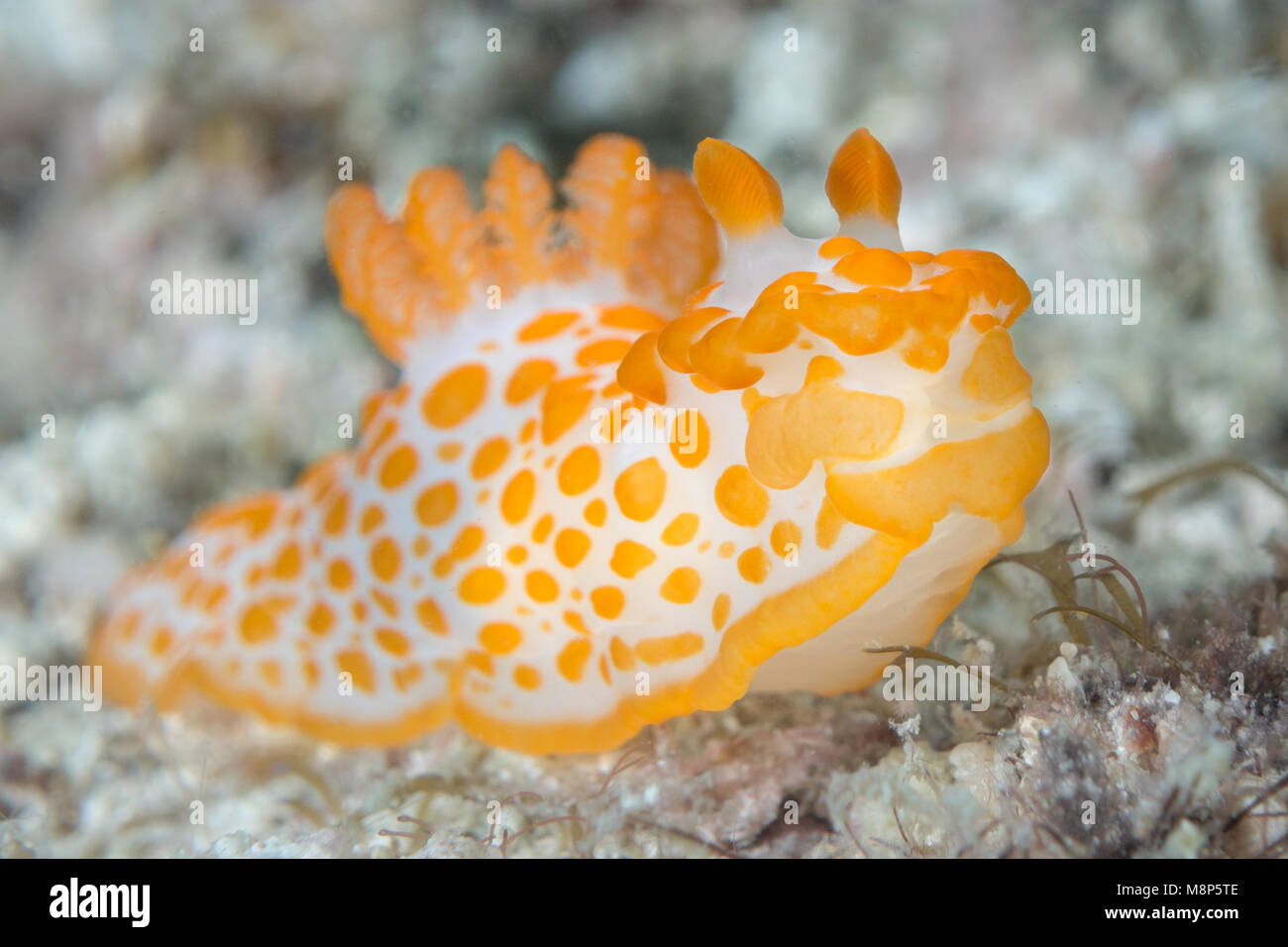 Yellow Dorid Nudibranch, Gymnodoris rubropapulosa Stock Photo - Alamy
