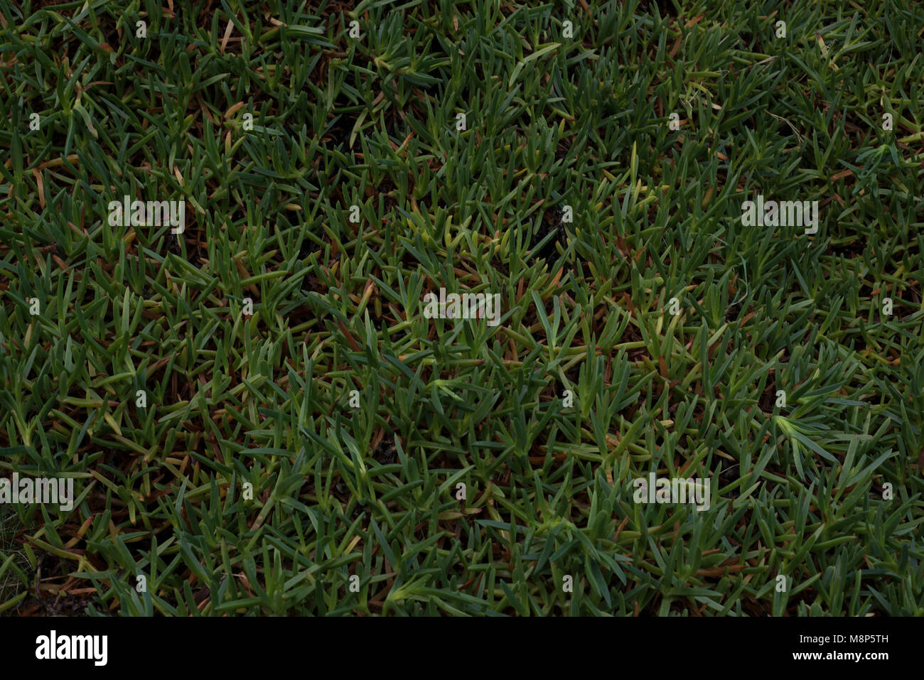 Northern Irish grass Stock Photo - Alamy