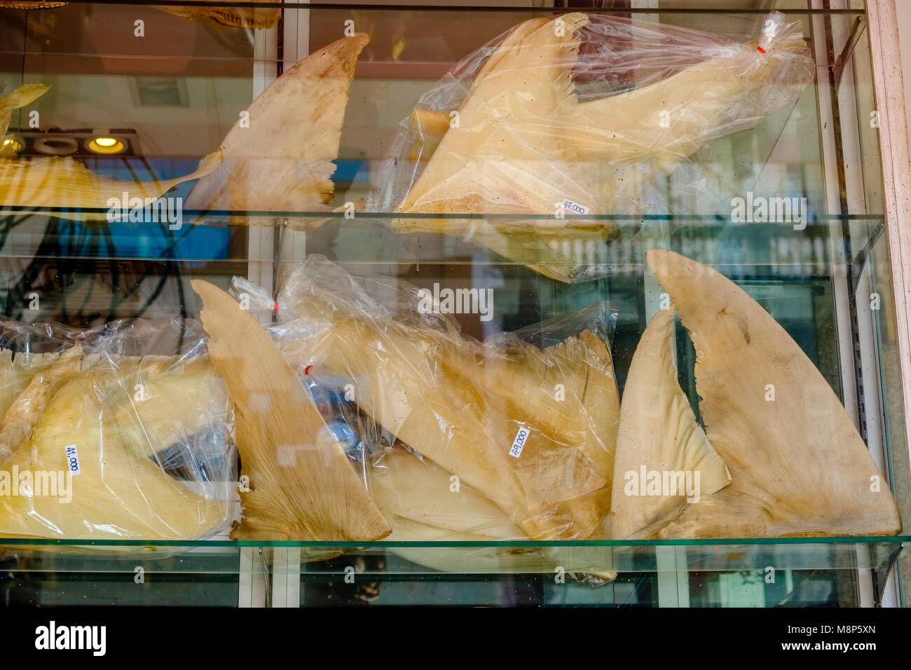 A display case offering shark fins in Chinatown Stock Photo - Alamy