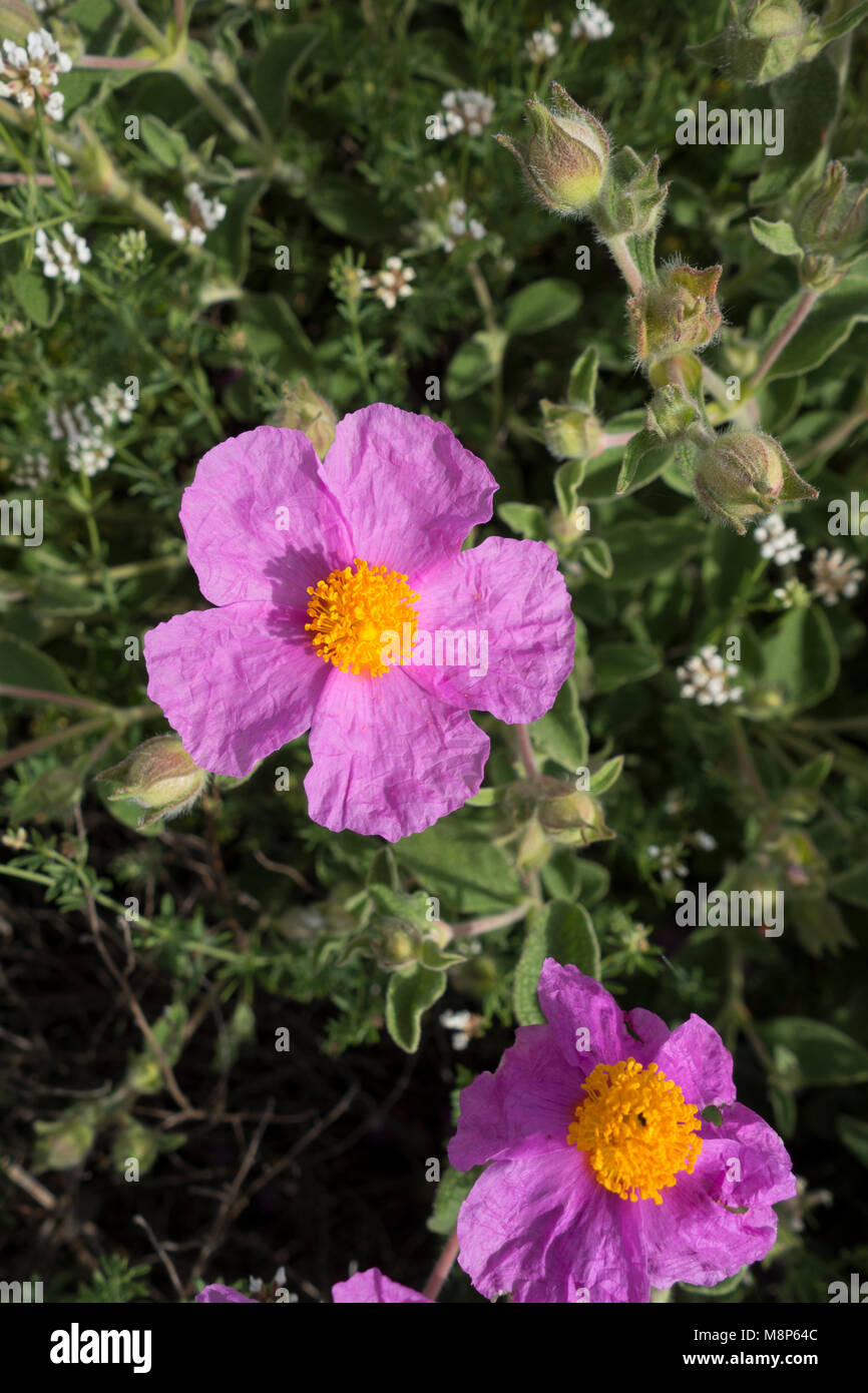 Menorca flowers hi-res stock photography and images - Alamy