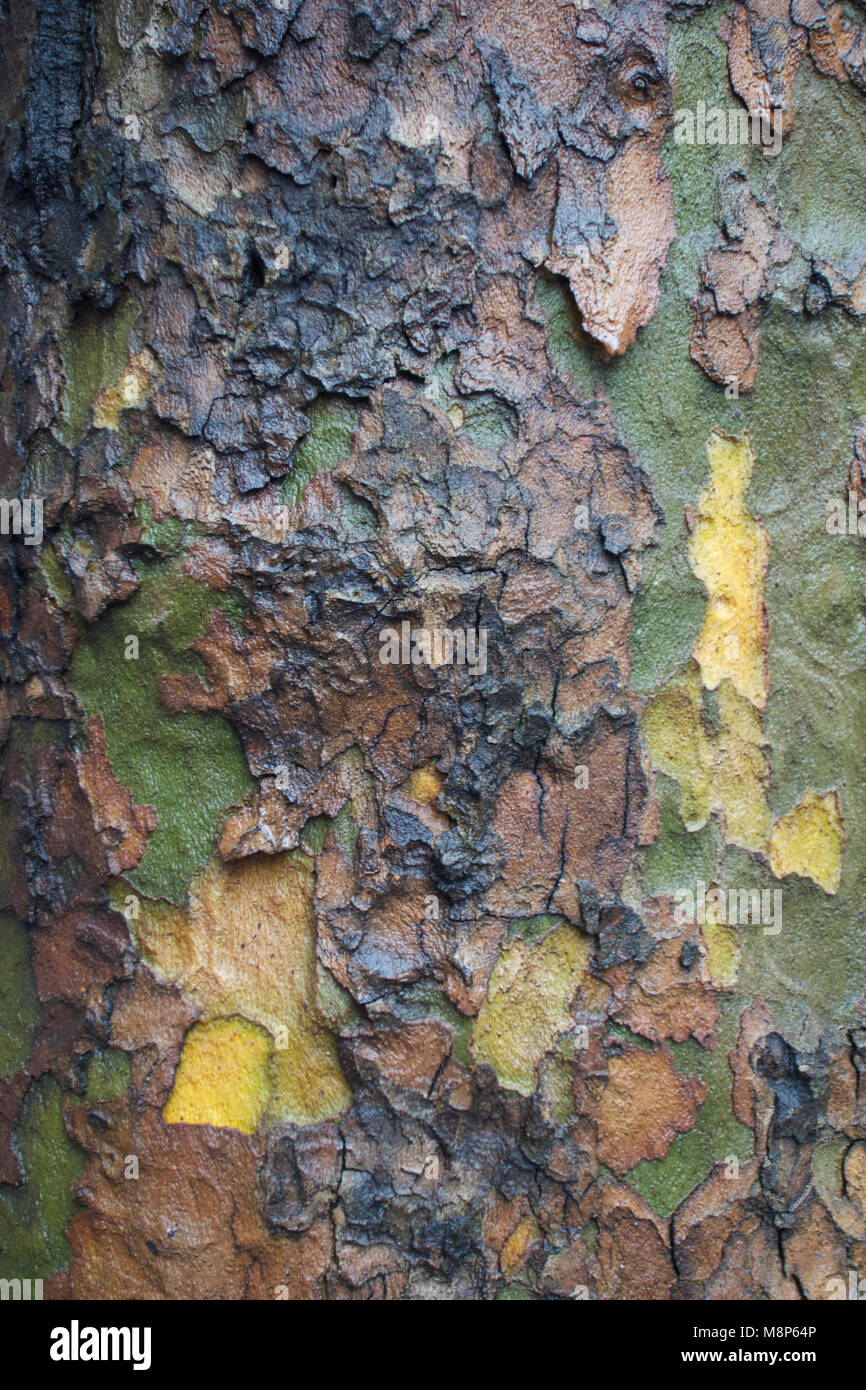 Wet tree hi-res stock photography and images - Alamy