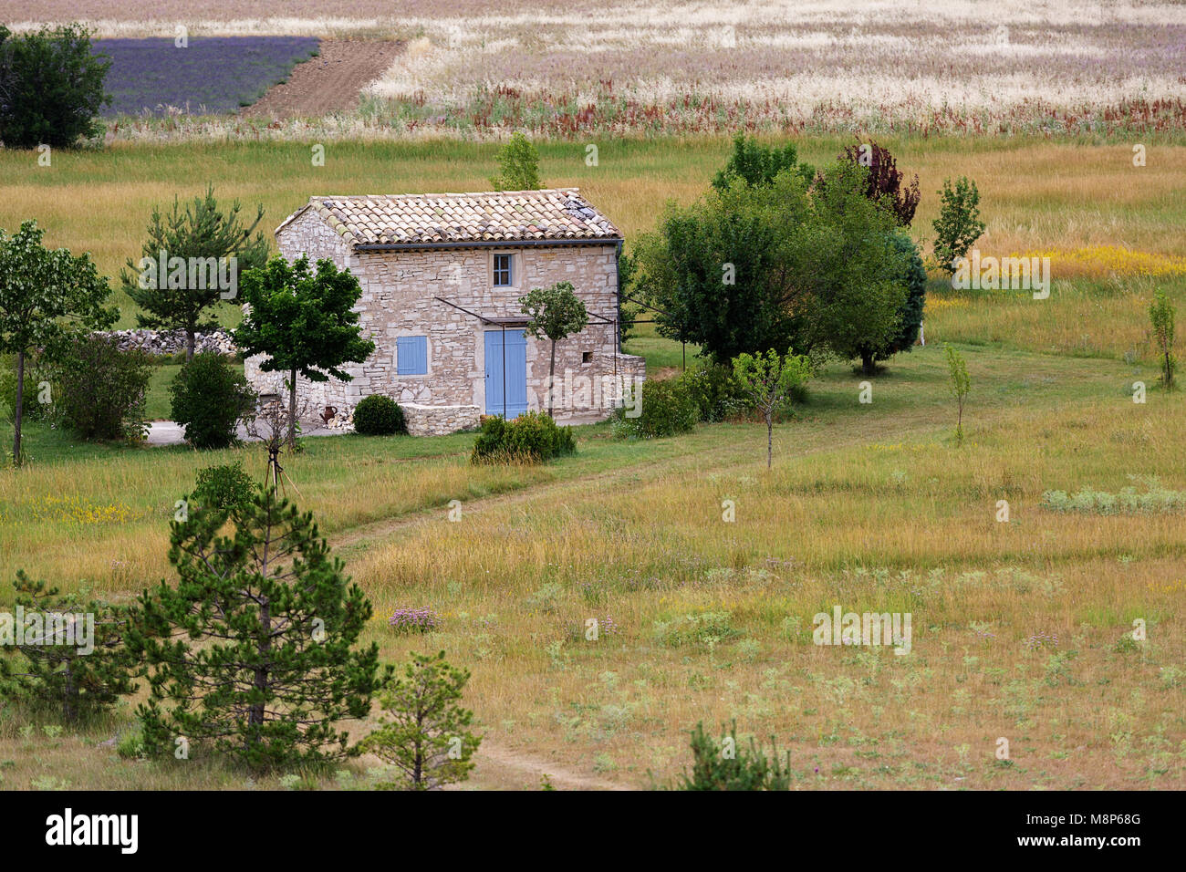 Beautiful traditional provencal stone house with lavender field in the ...