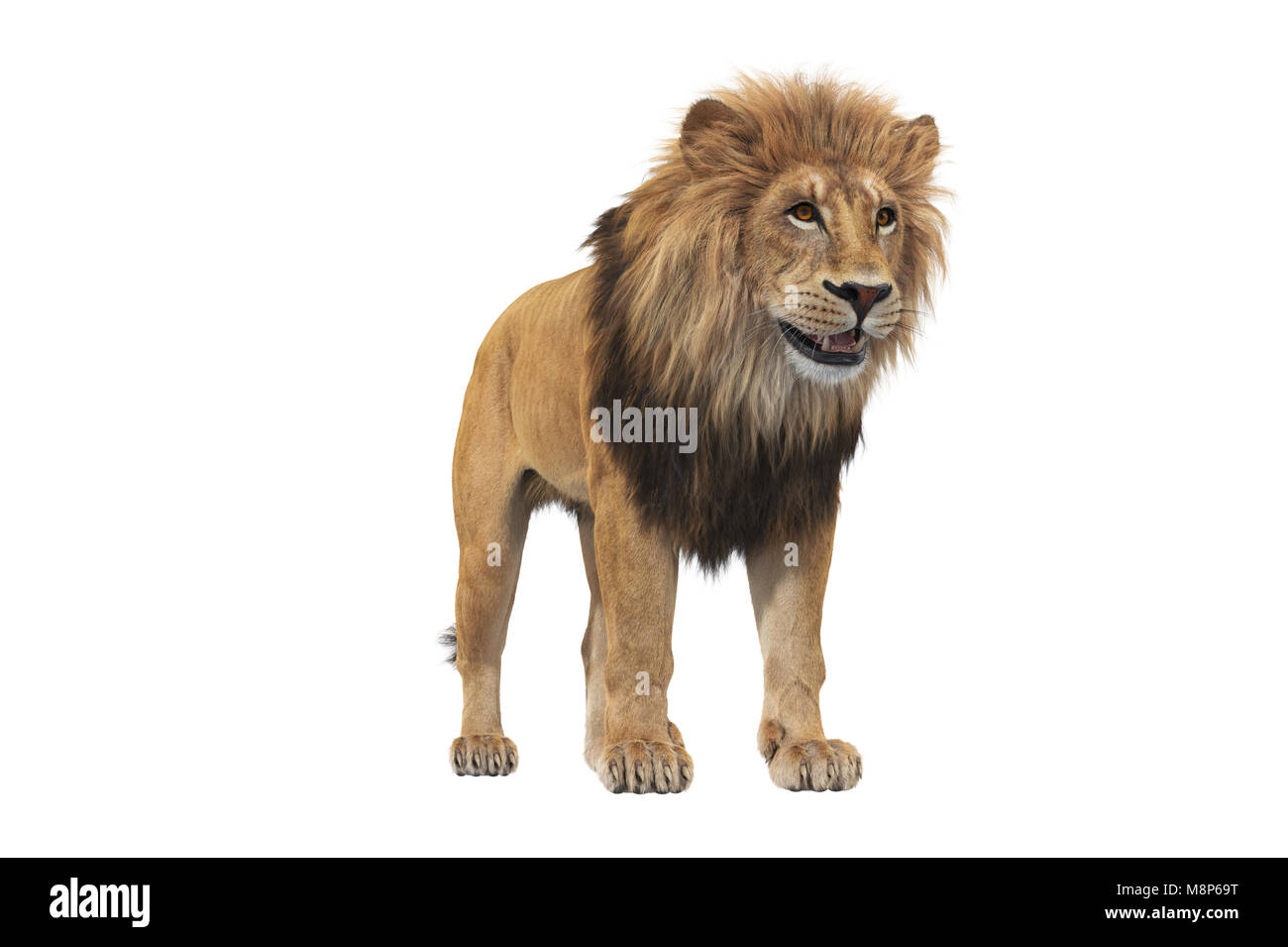 Lion animal beige Stock Photo - Alamy