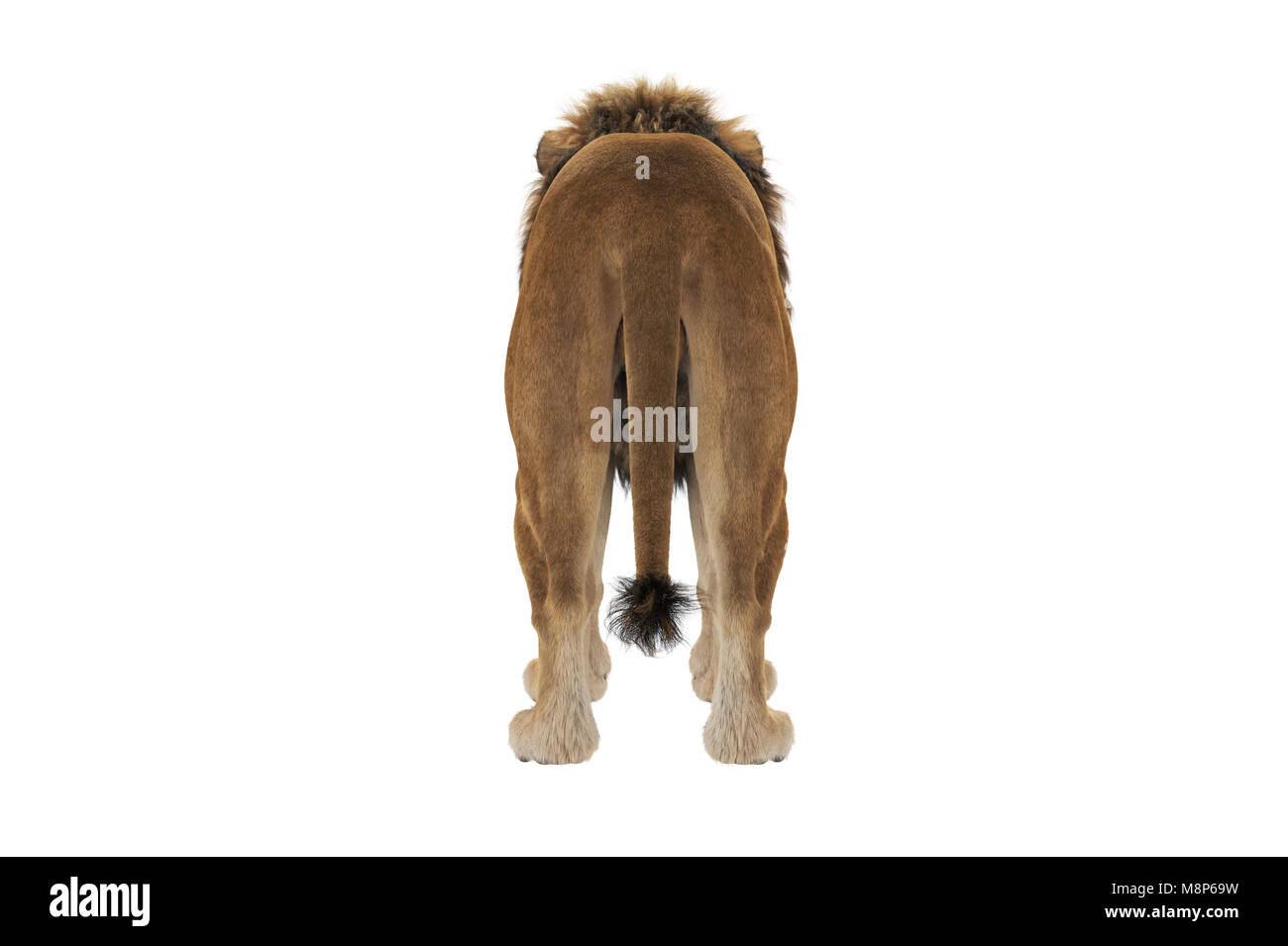 Lion animal fur, back view Stock Photo - Alamy
