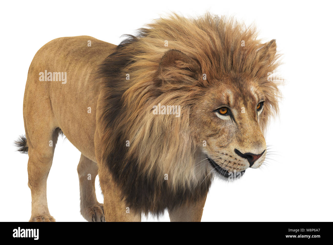 Lion animal beige leo, close view Stock Photo - Alamy