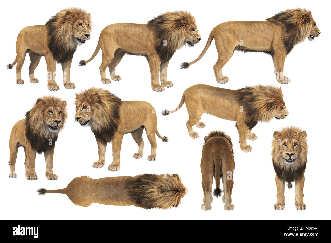 Big beautiful african lion Cut Out Stock Images & Pictures - Alamy