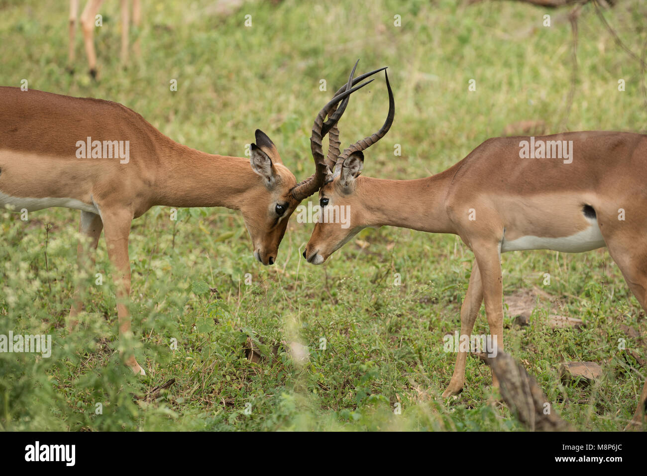 Rams fighting hi-res stock photography and images - Alamy