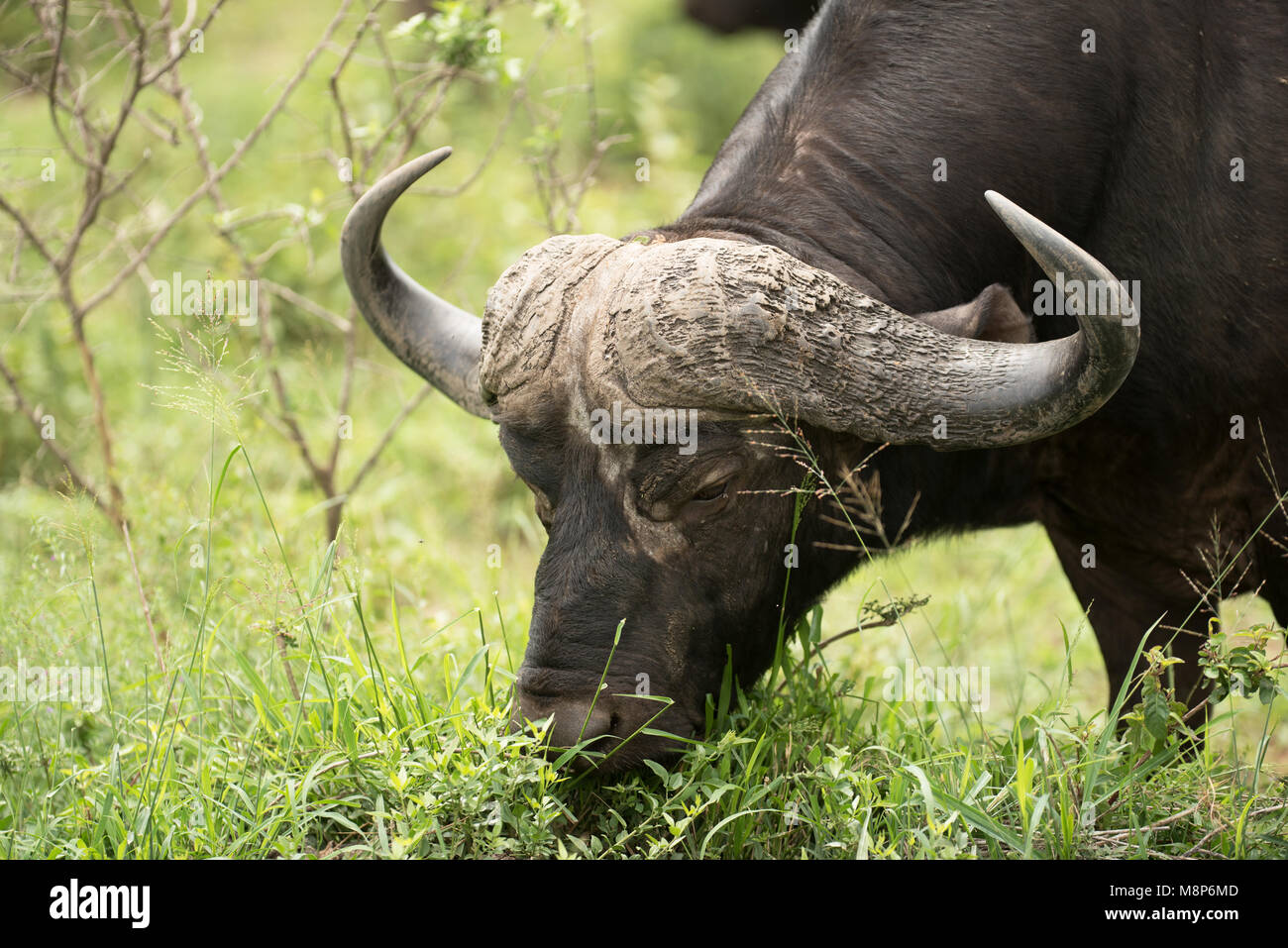 Cape buffalo eating grass hi-res stock photography and images - Alamy