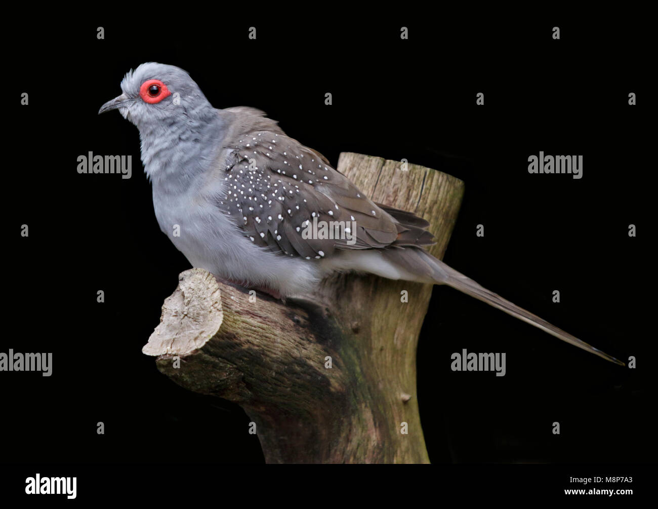 Diamond Dove (geopelia cuneata Stock Photo - Alamy
