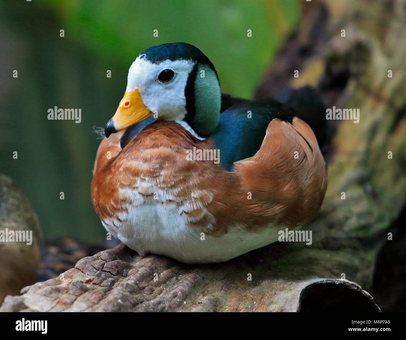 African Pygmy Goose (nettapus auritus) male Stock Photo - Alamy